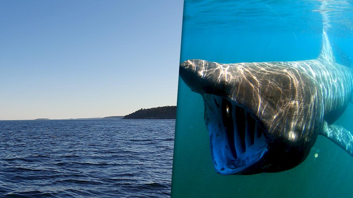 Haj kan ha synts i Stockholms skärgård - Praktiskt Båtägande